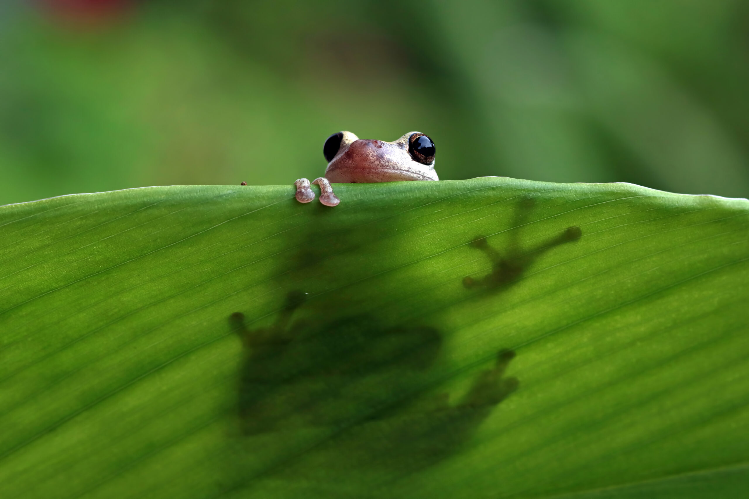 Pest Control Challenge of Invasive Amphibians: Protecting Frog