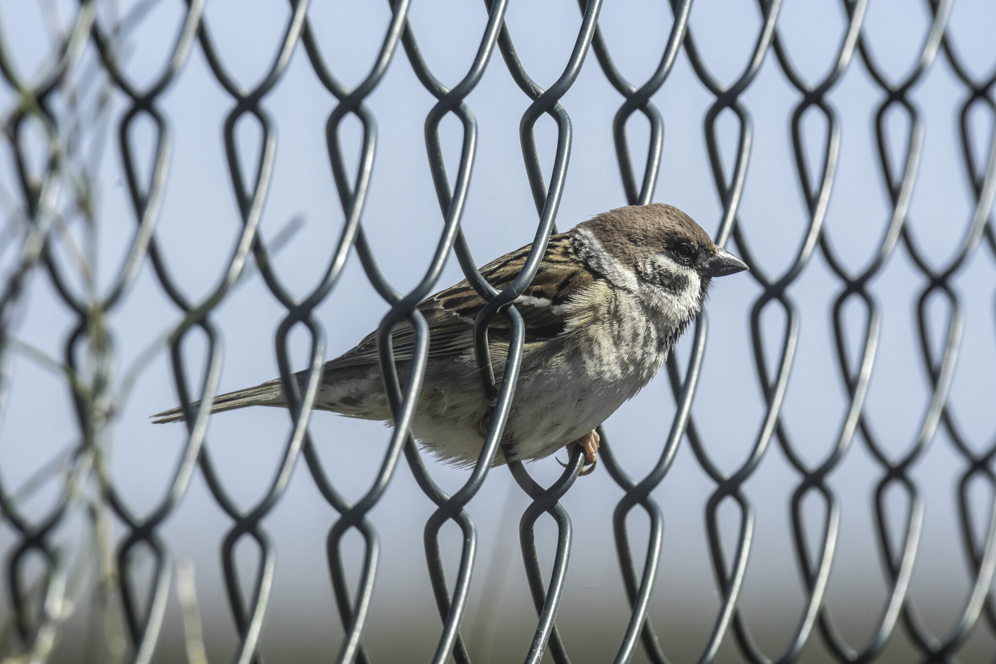 Bird Deterrent Spikes: Effective Solutions to Protect Your Property